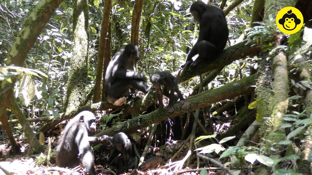 Feeding together among wild female bonobos!【Observations of Bonobos #95 ...