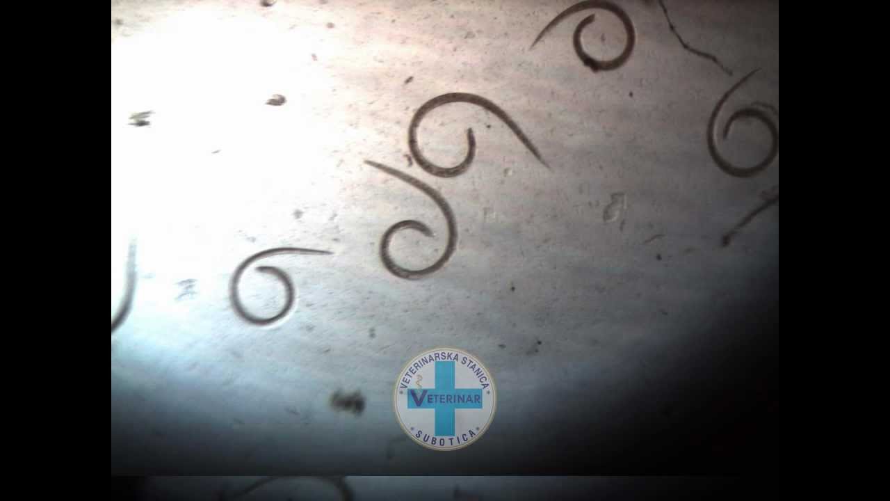 TRIHINELA U SUBOTICI - YouTube