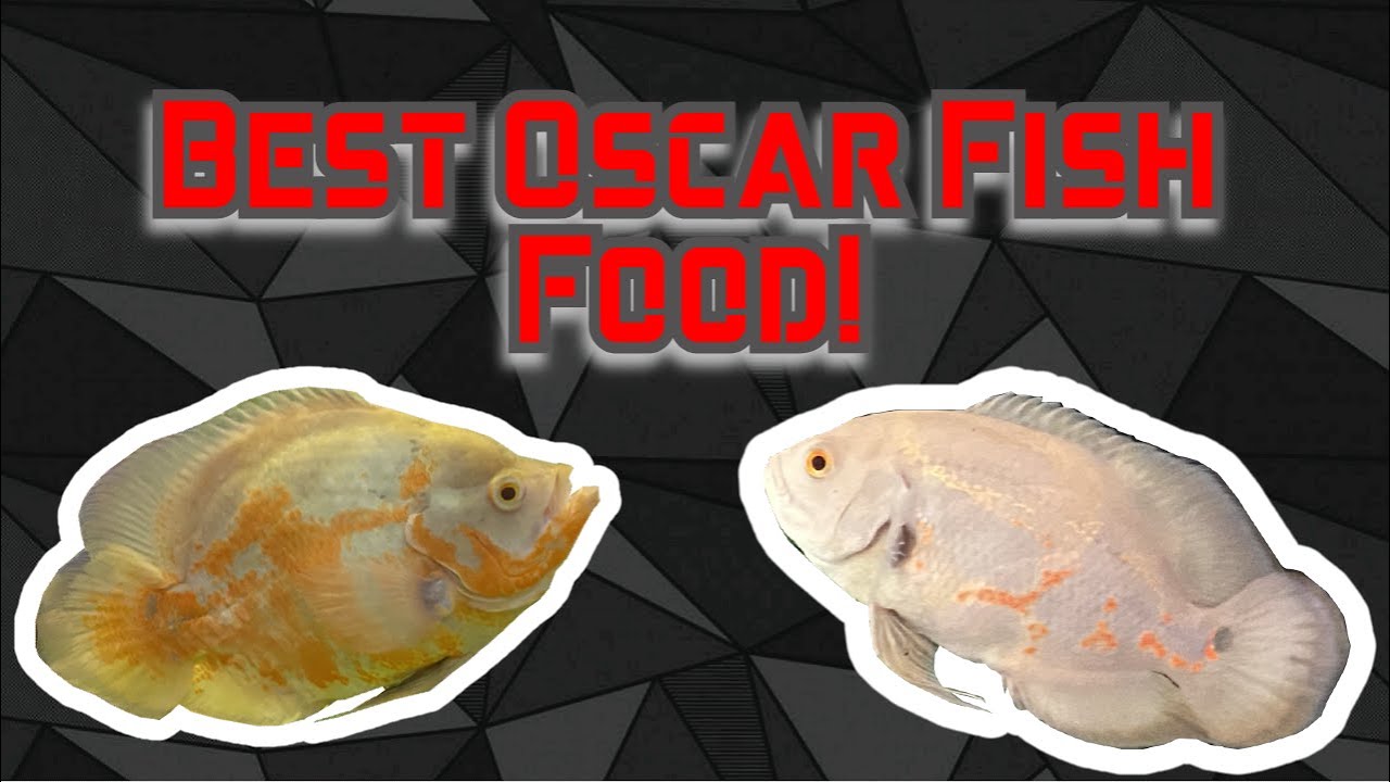 Best Oscar Fish Food! - YouTube