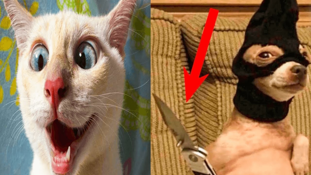 Woa ! Animals Are Acting Like Humans ( Funny Videos ) l SG Funny ...