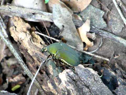 Cotinis mutabilis (Green Fruit Beetle, Fig beetle or Junebug ...