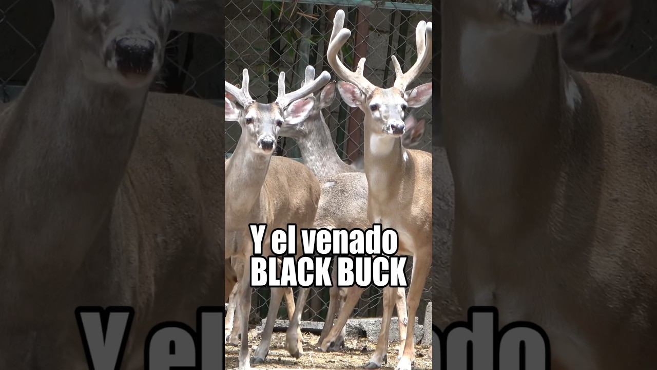 Granja de VENDOS BLACK BUCK y pavorreales diferentes colores #venados # ...