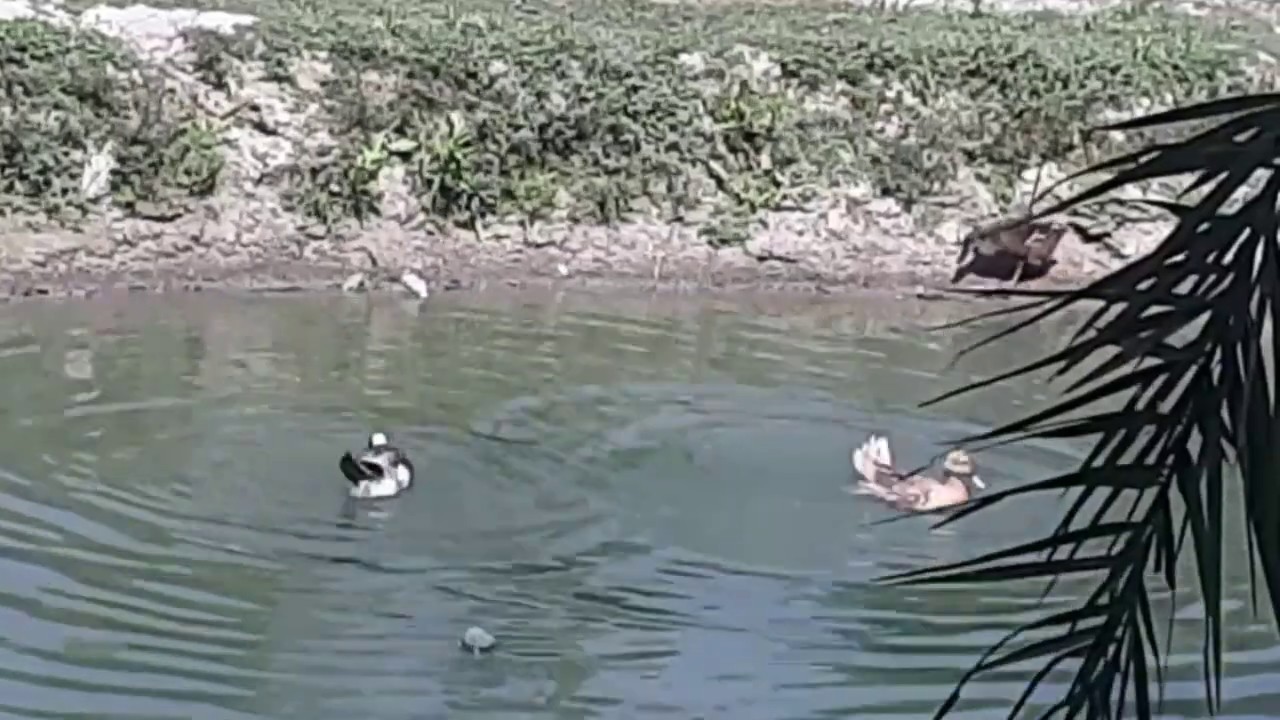 Duck Meeting Mating By Awesome Media. - YouTube