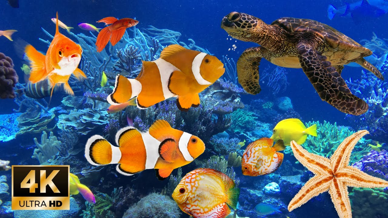 Ocean 4K - Sea Animals for Relaxation, Beautiful Coral Reef Fish in ...
