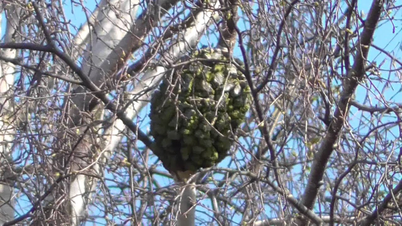 Weird Tree growth Roydon common Norfolk 18Apr15 943a - YouTube