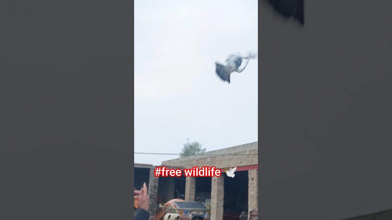 free wildlife 🕊️ refugee #love #wildlife #mrduck.90 #pigeon Realtime ...