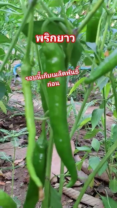 #พริกยาว - YouTube
