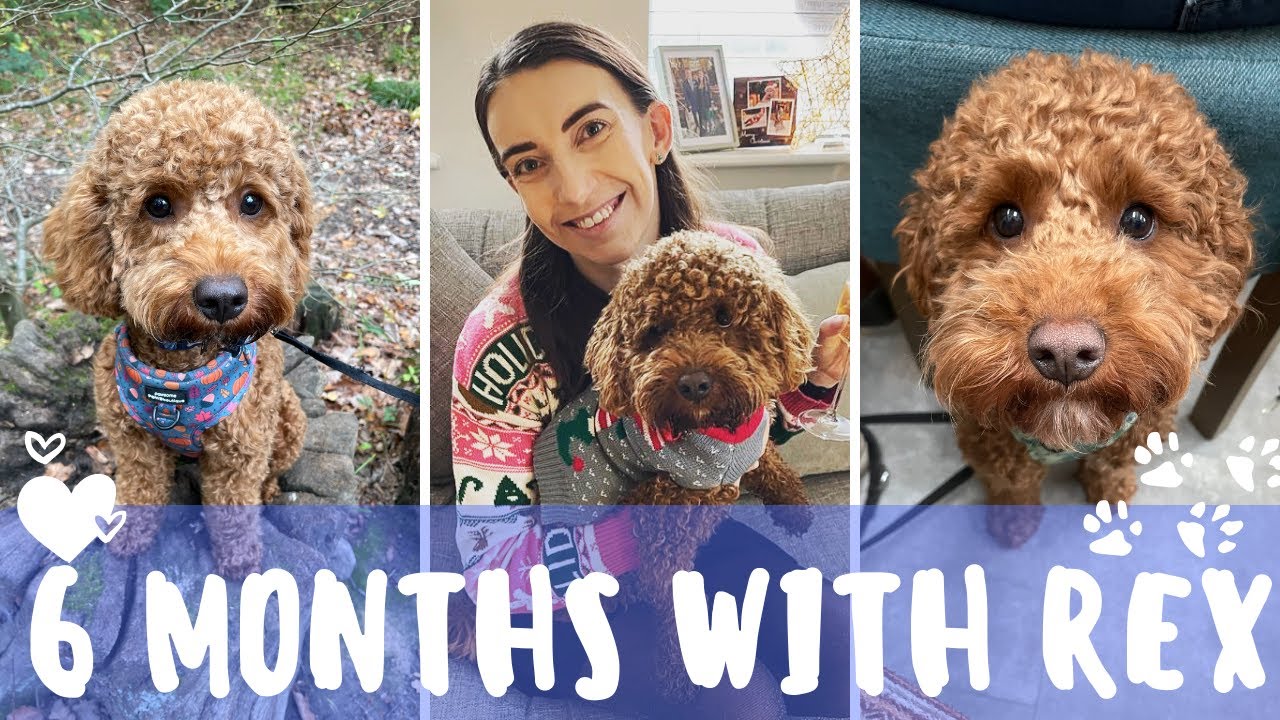6 MONTHS WITH REX | Update on our 9 month old cavapoo | Favourite things, tricks and realistic ...