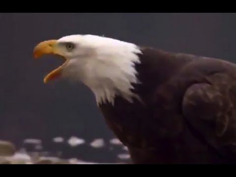 Discovery Channel Wildlife Animals Eagle Documentary - YouTube