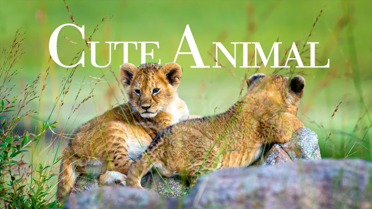 Cute Animals Moment 4K - Scenic Wildlife Film From Around The World ...