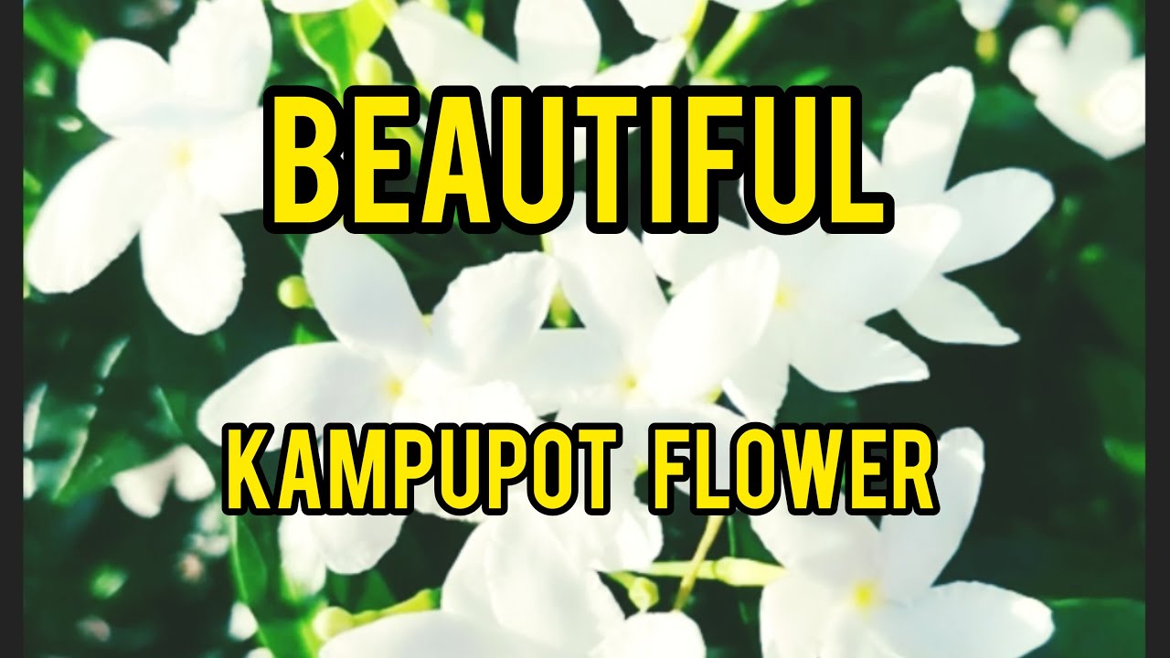ITO PALA ANG KAMPUPOT FLOWER - YouTube