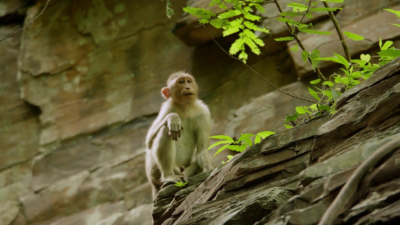 monkey in the wild jungles of asia close up of wild monkey sitting on a ...