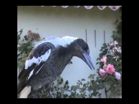 Talking Magpie - YouTube