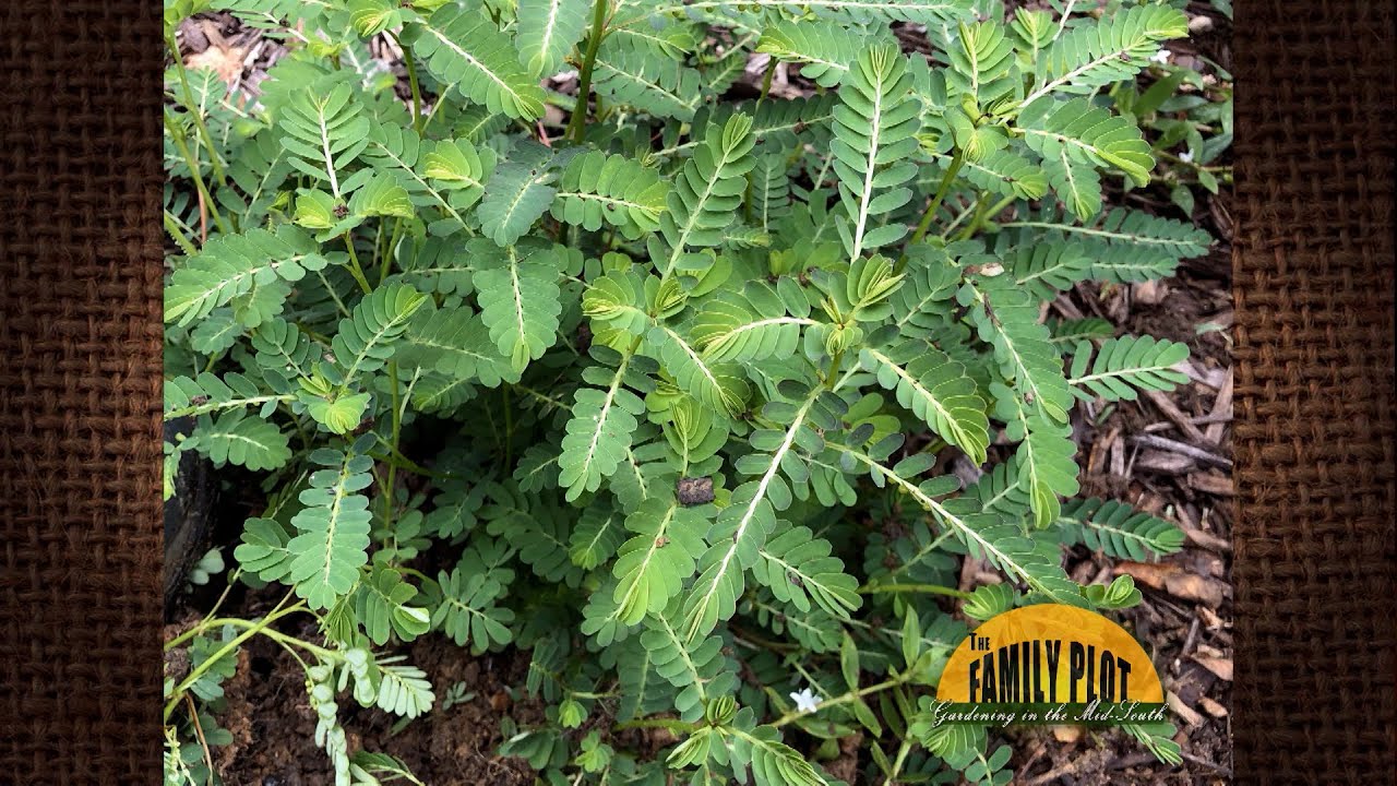 Q&A – How do I control chamber bitter? - YouTube