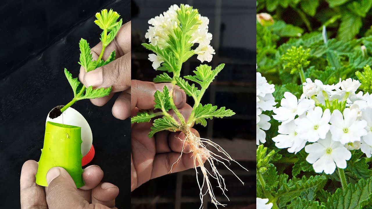 Growing Verbena tree // How To Grow Verbena tree From Cuttings with ...