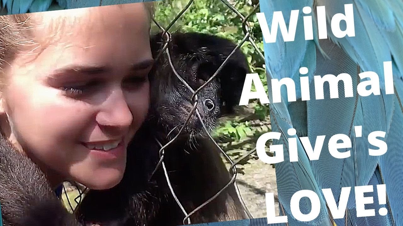 Wild animals coming out because of Covid Wildlife comes play while ...