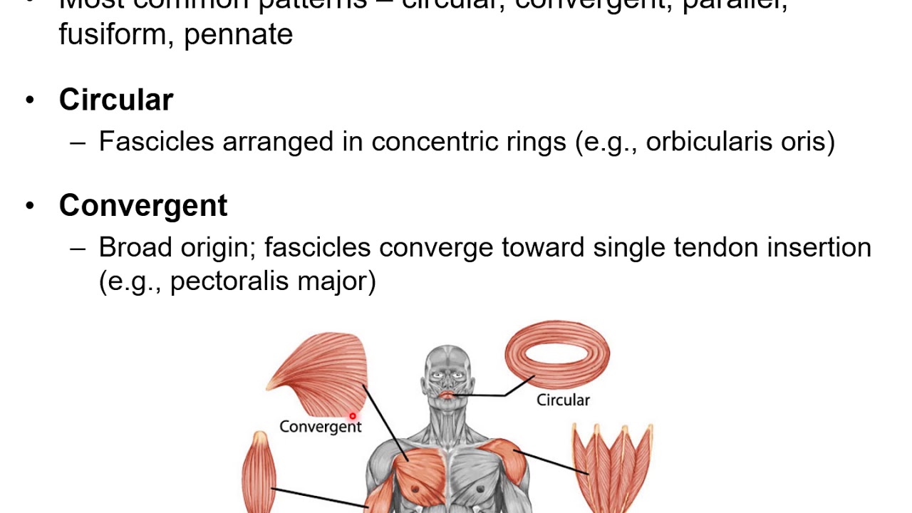 Chapter 11B - Muscular System Naming Skeletal Muscles and Arrangement ...