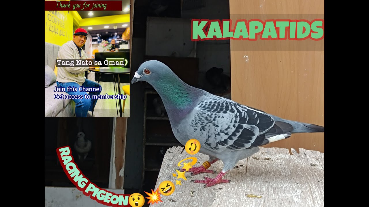 Racing Pigeon😲🤣💥 (KALAPATI) - YouTube