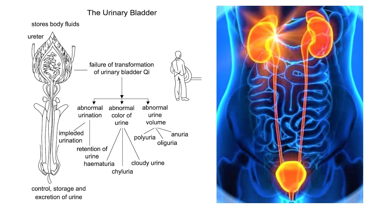 TCM FUNCTIONS OF THE URINARY BLADDER - YouTube