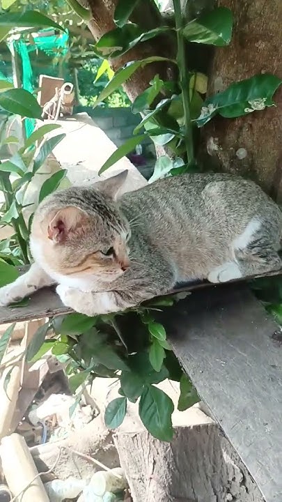 Chillin cat under the tree#cat #fypyoutube #shortsfeed #fypviral - YouTube