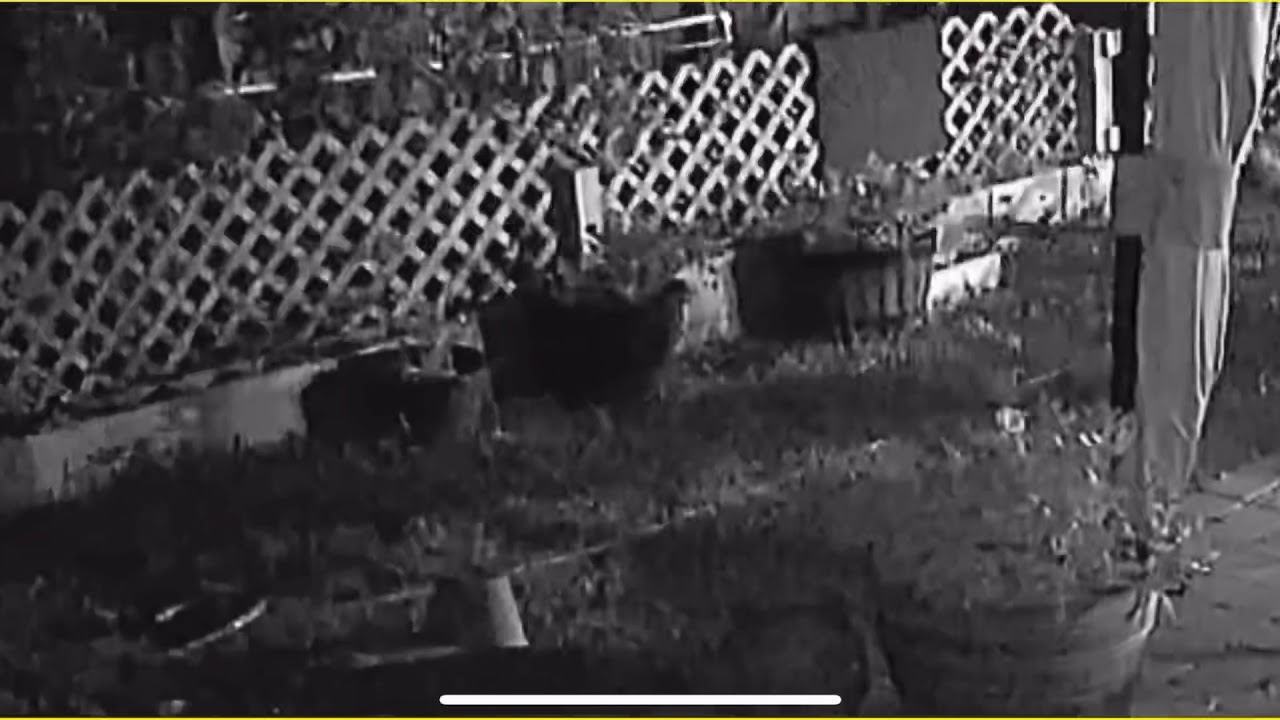 Bumpus Hounds - YouTube