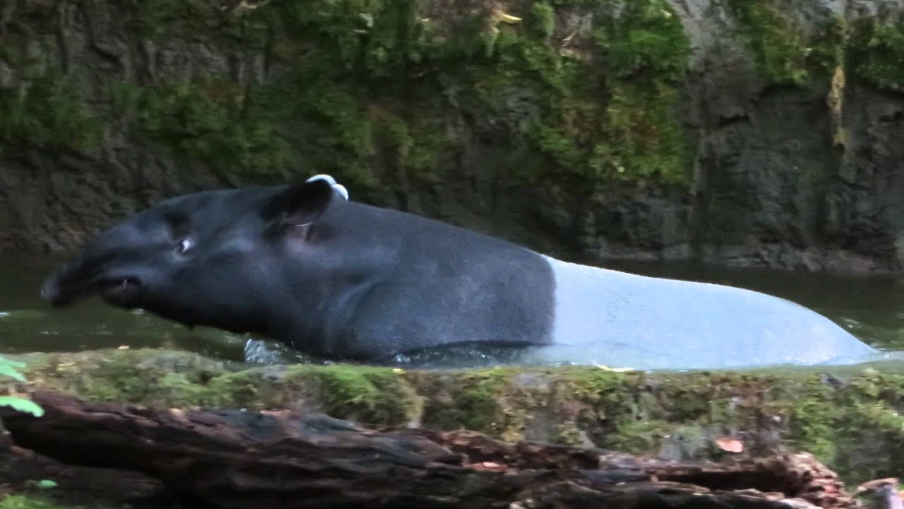 Tapir Swimming - YouTube