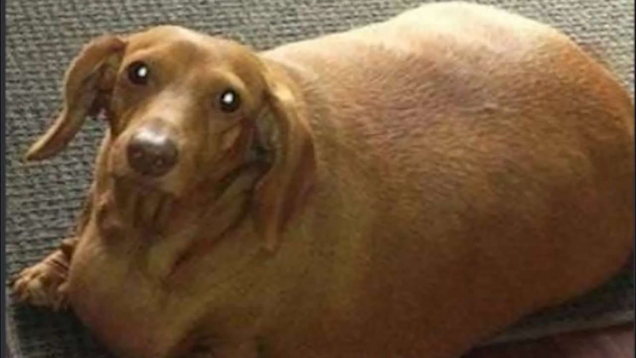 Memes That Left No Crumbs - YouTube