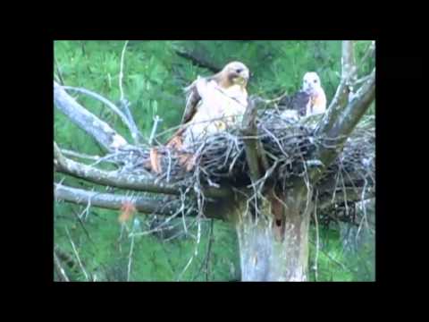 Birds attacking a hawk nest. - YouTube
