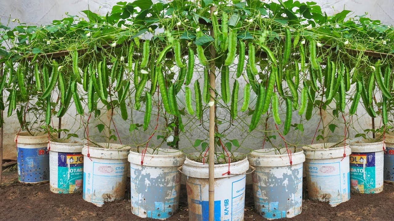 Knew this method of growing winged beans earlier, you would save ...
