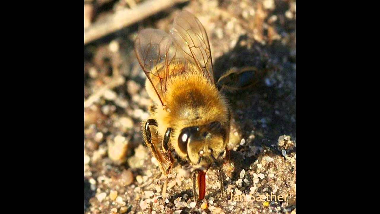The Honey Bee Temperature - YouTube