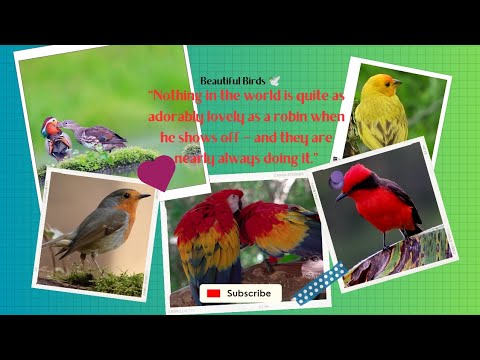 Beautiful Birds Nature Music|| Birds Scenes Relaxing Music|| Beautiful ...
