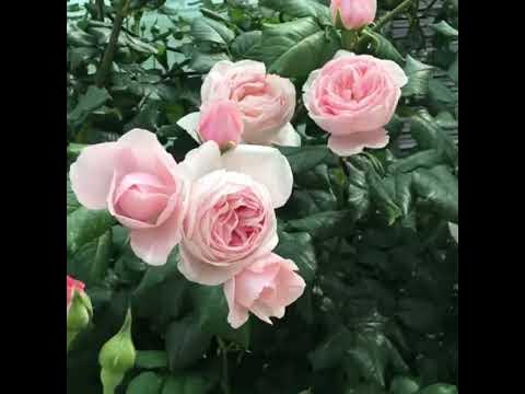 Плетистая роза Nahema (Наэма). Сама нежность! - YouTube