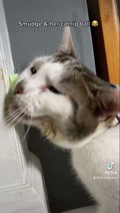 My cat Smudge Vs Catnip ball - YouTube