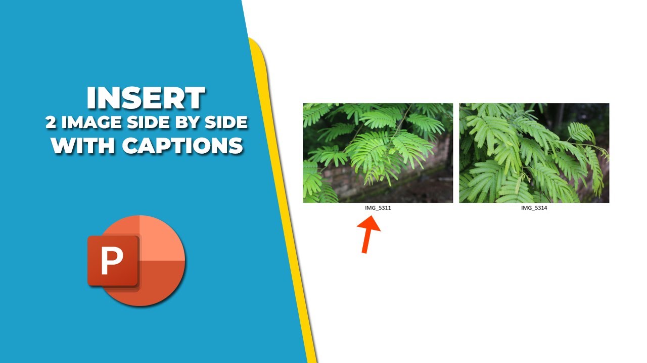 how to insert 2 image side by side in PowerPoint with captions - YouTube