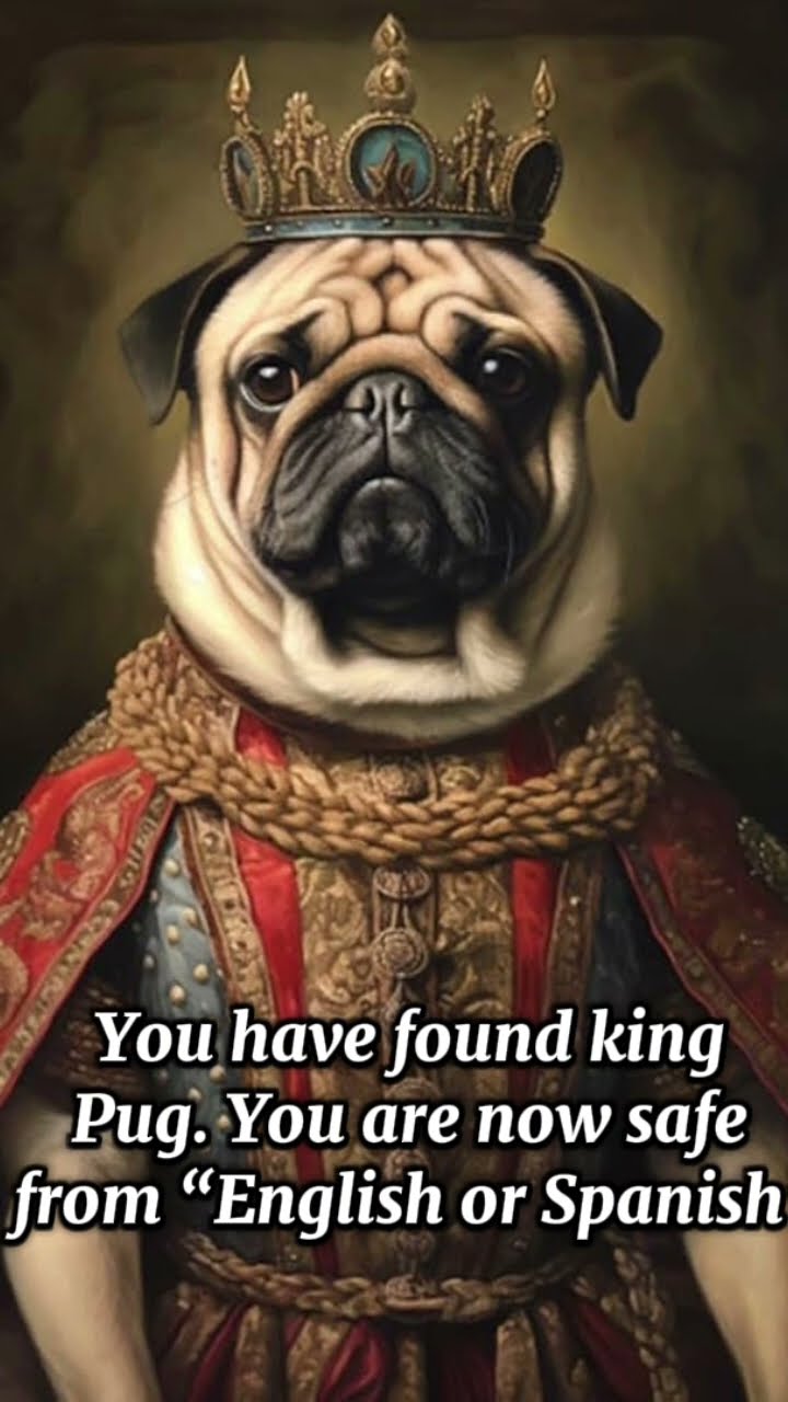 King pug #youaresafe #englishorspanish #fyp - YouTube