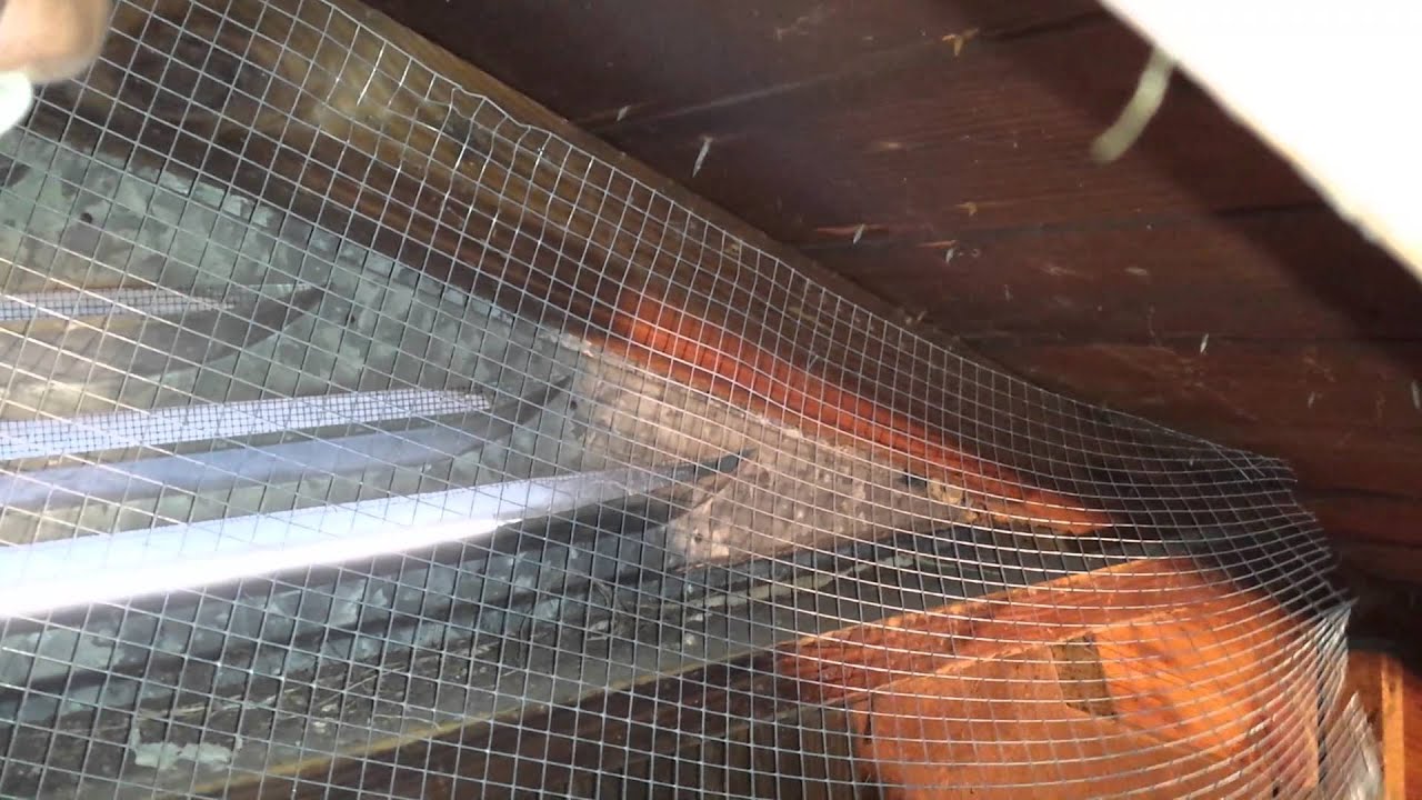 Family Pest Control - Bird Exclusion part 2.mp4 - YouTube