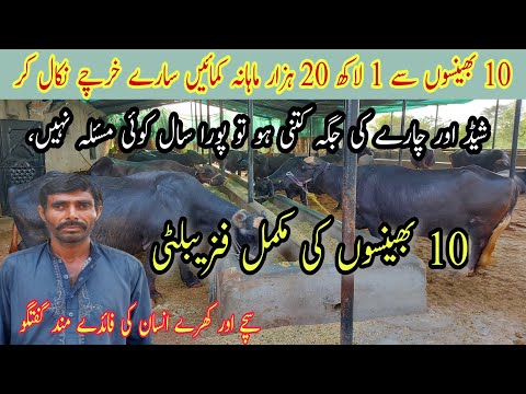 Buffalo Dairy Farming In Pakistan | 10 Buffaloes, 120,000 Monthly Income | Dairy Farming Tips