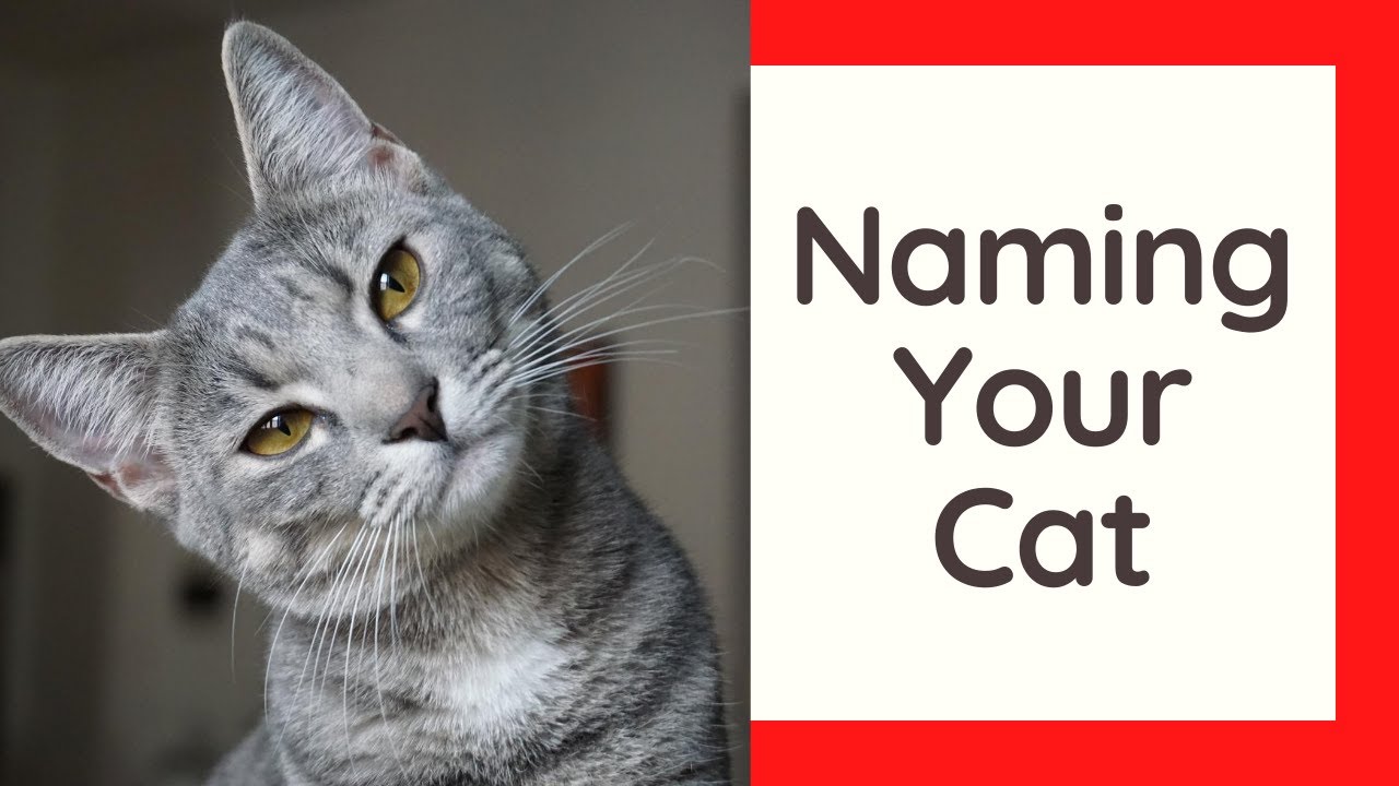 What Are Good Names For Cats Naming Your Cat YouTube what-are-good-names-for-cats-naming-your-cat-youtube