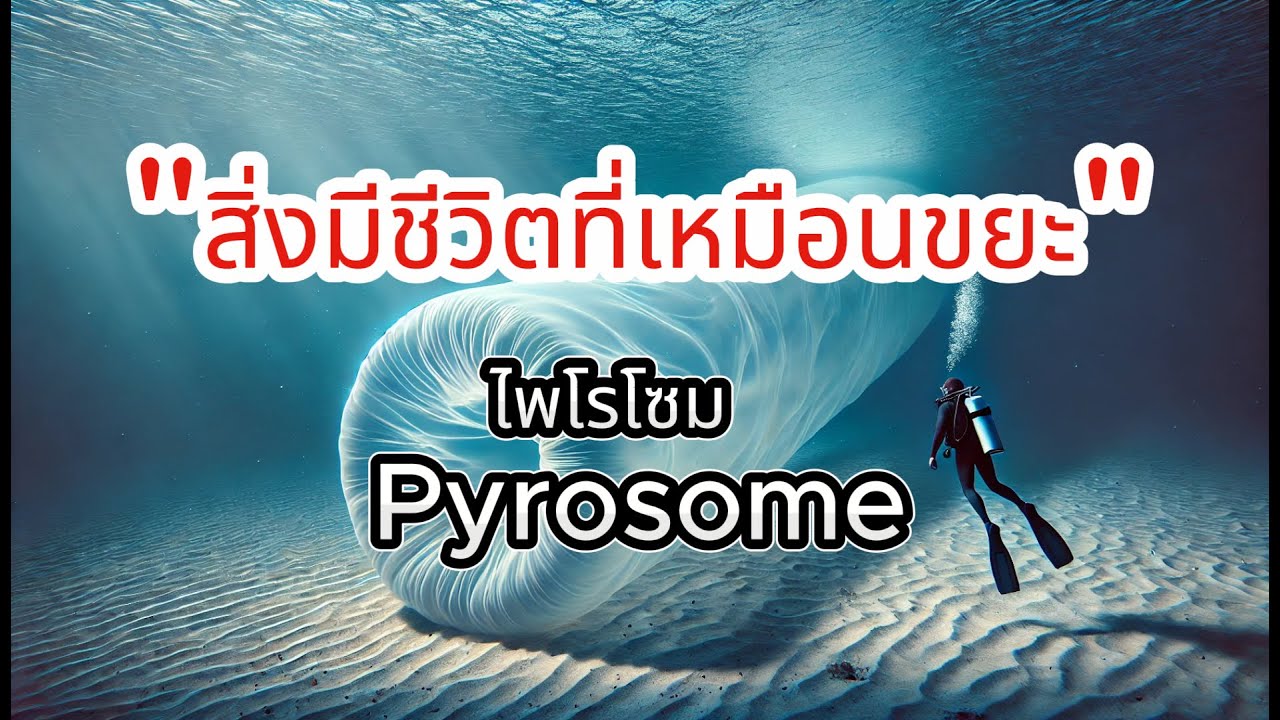 ไพโรโซม (Pyrosome) สิ่งมีชีวิตที่หน้าตาเหมือนพลาสติก🌊 - Ms.โซเฟีย วัน ...