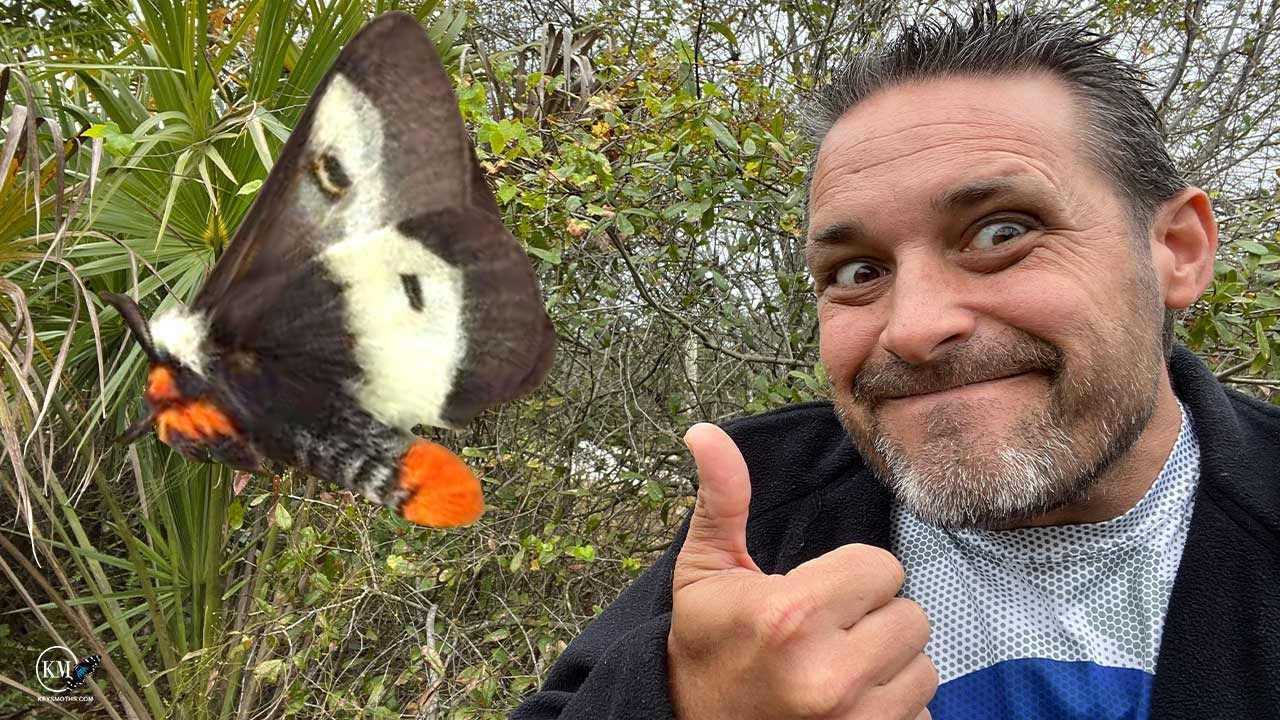 SOUTHERNMOST RANGE OF THE BUCK MOTH IN SUGAR SAND PARK BOCA RATON ...