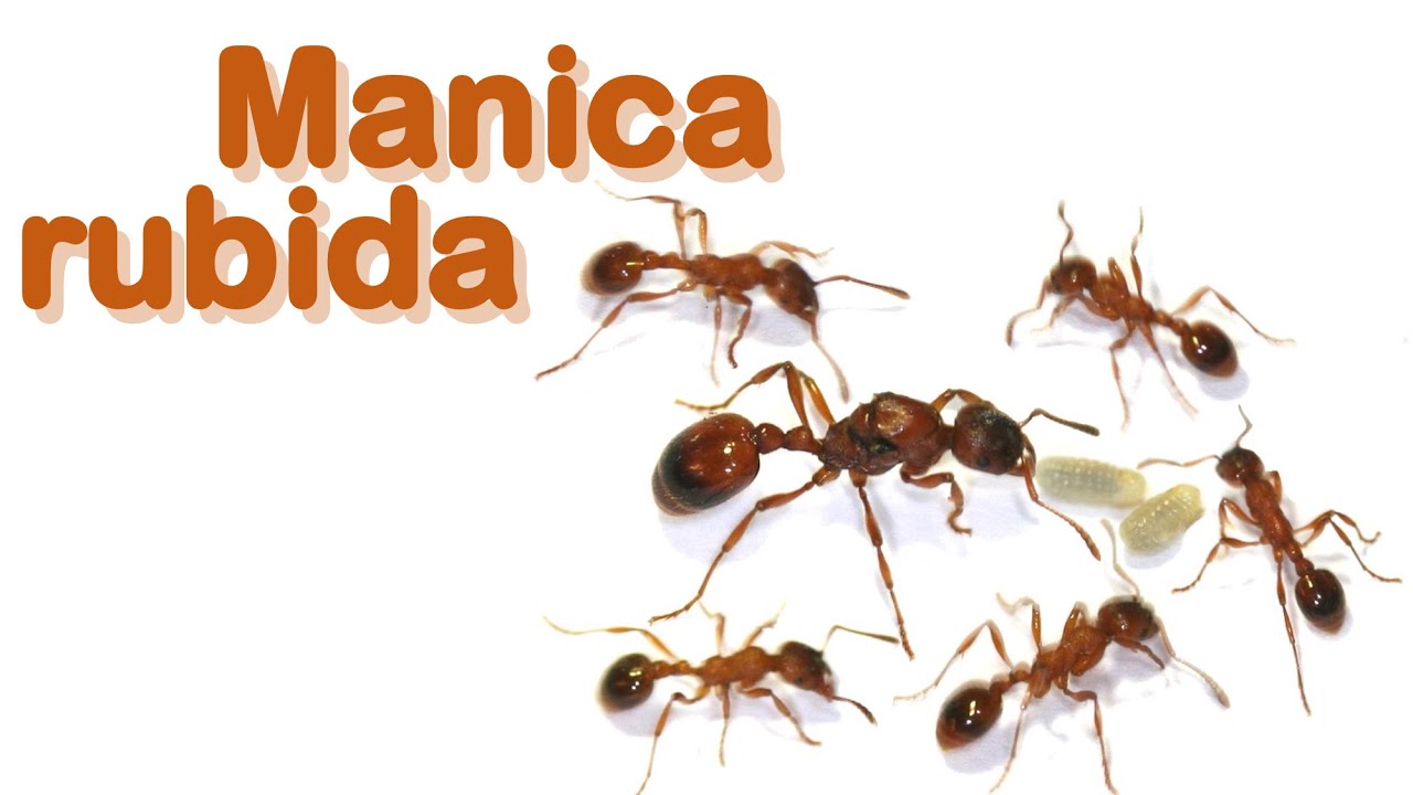 Ant care species guide #25 - Manica rubida - YouTube
