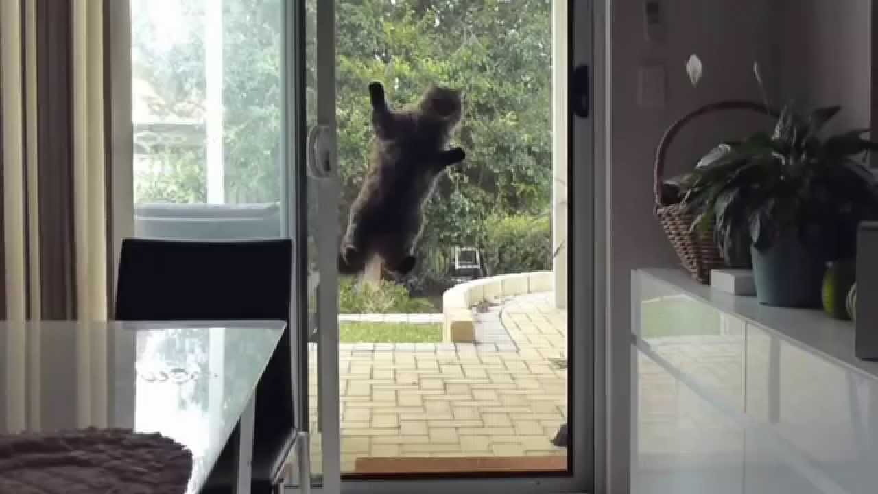 exploding dogs and cat - funny talking animals on youtube - YouTube