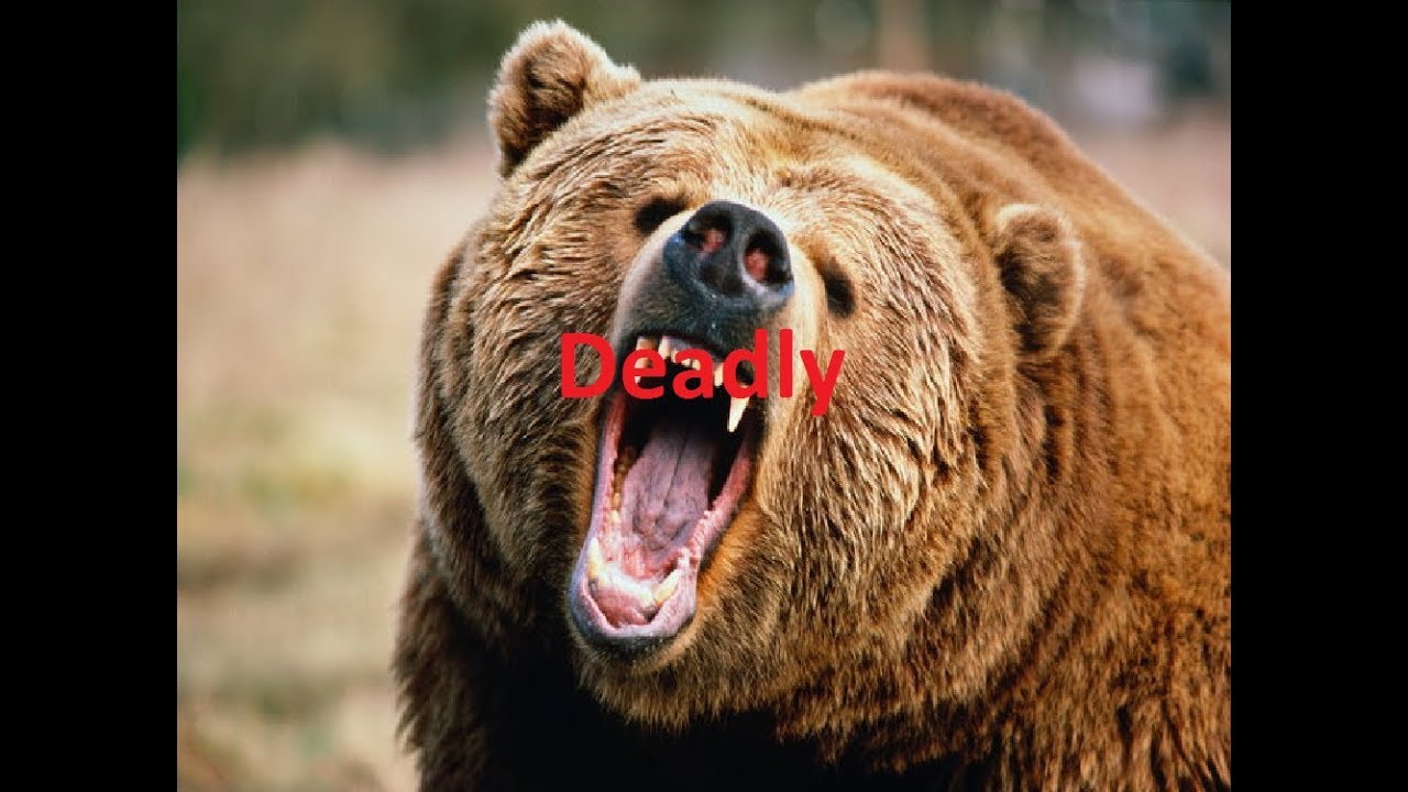 Deadly Animals Grizzly Bear YouTube deadly-animals-grizzly-bear-youtube