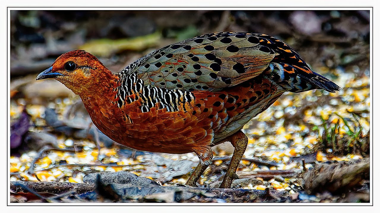 Ferruginous Partridge /Caloperdix oculeus銹紅林鷓鴣 - YouTube