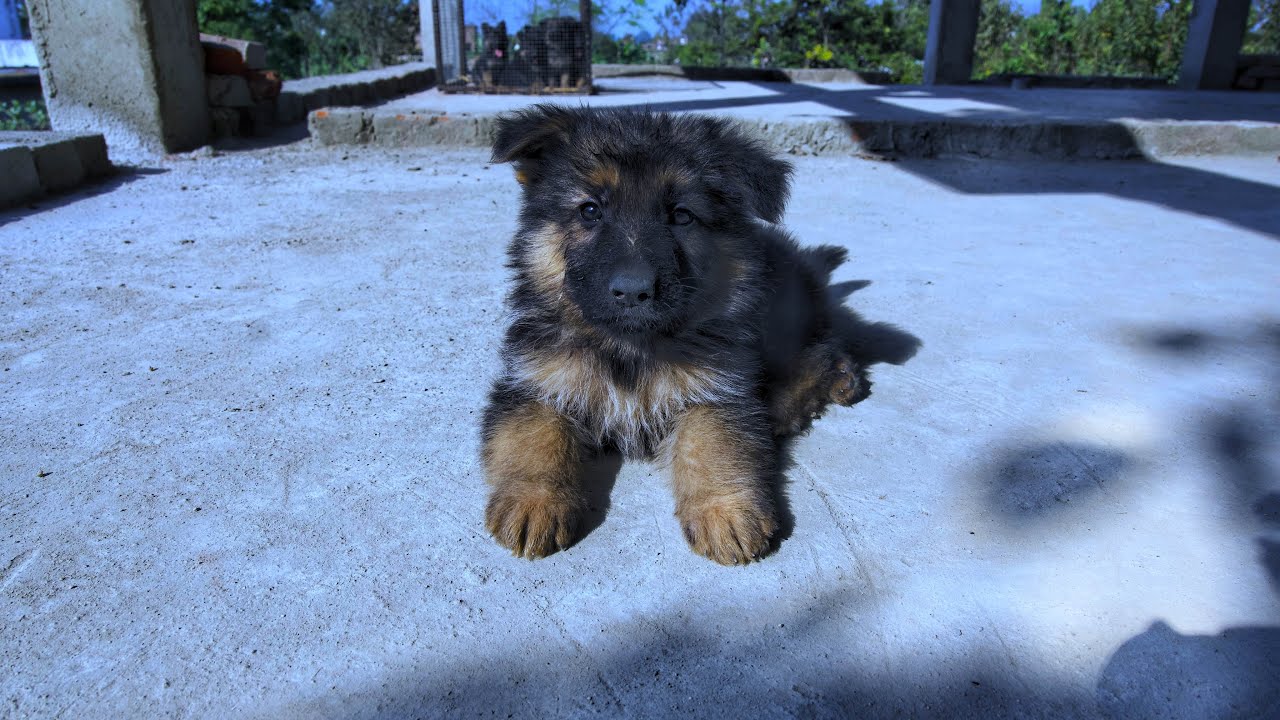 Smart puppy for playing - YouTube
