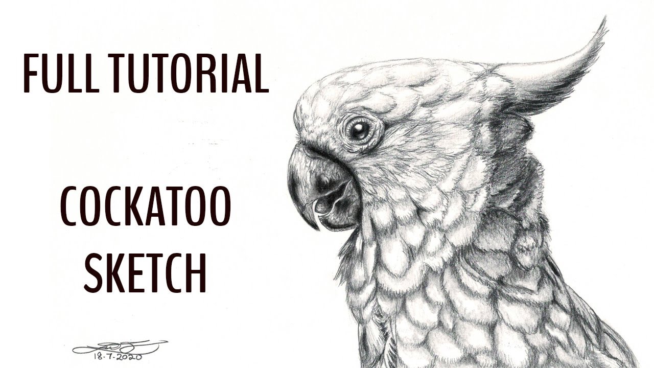 FULL Tutorial Cockatoo Sketch. Drawing Feathers - YouTube