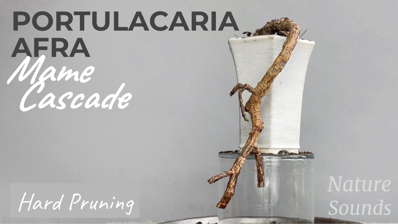 Hard Pruning Portulacaria Afra | Mame Cascade | Oct2022 - YouTube