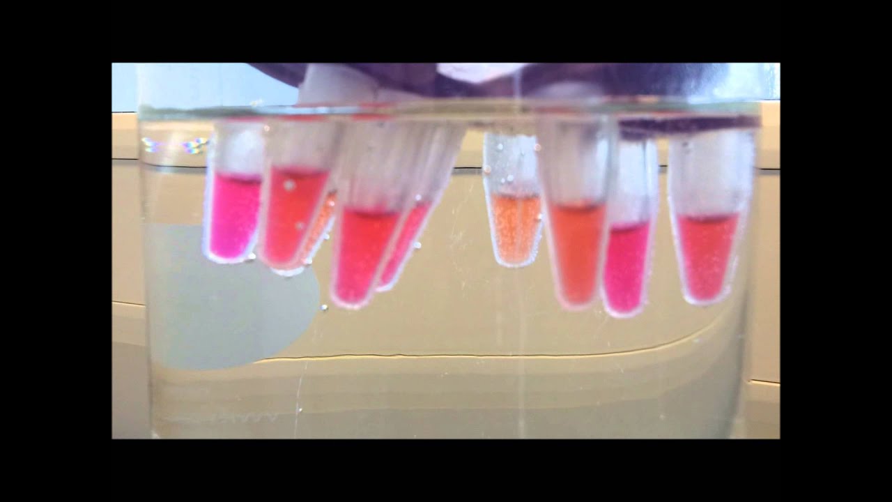 The Thiobarbituric acid Assay - The Movie - YouTube