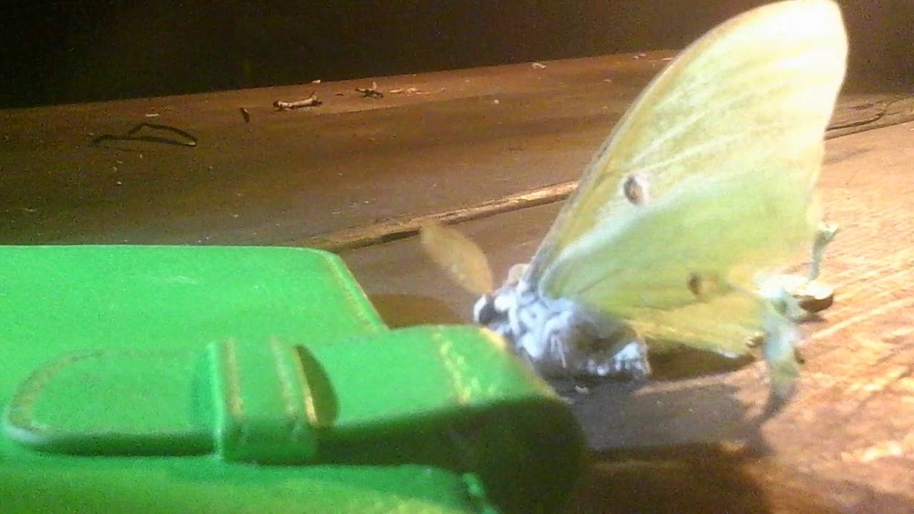 Big Green Night Time Flying Bug - YouTube