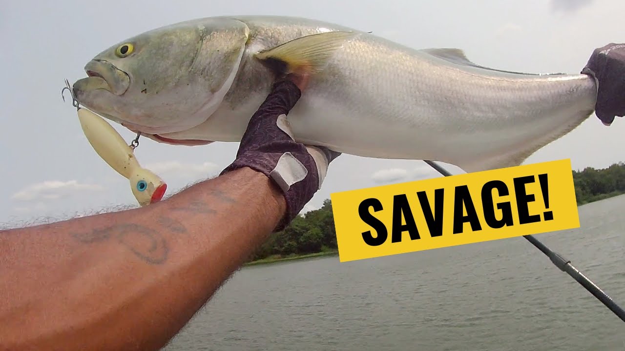 SAVAGE BLUE FISH BLITZ on POPPERS - Private Property Fishing Long ...